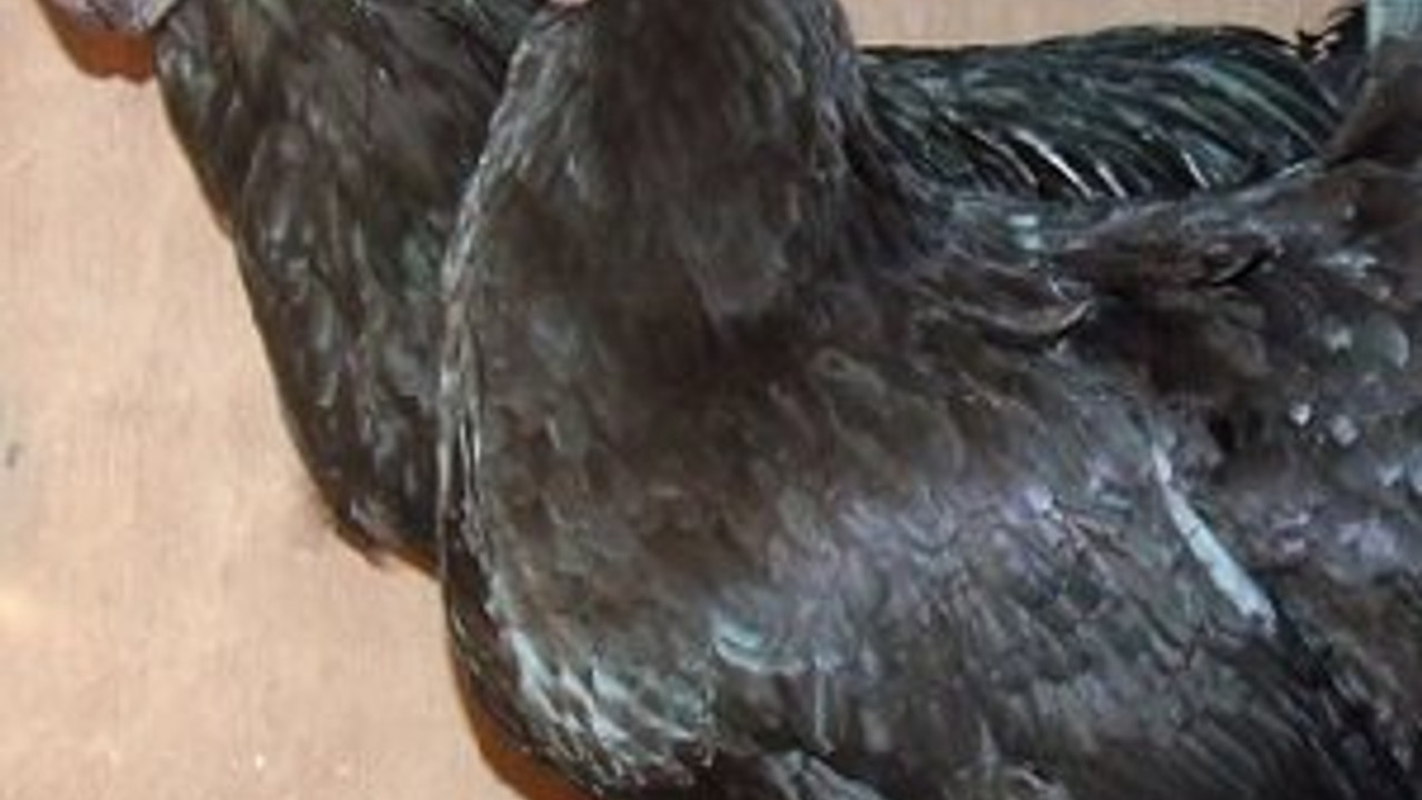 Sosyetenin yeni gözdesi: Siyah tavuk | Güncel