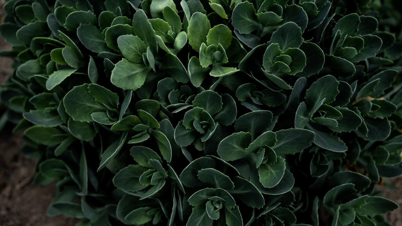 Bitki Çeşitleri Nelerdir? | Güncel