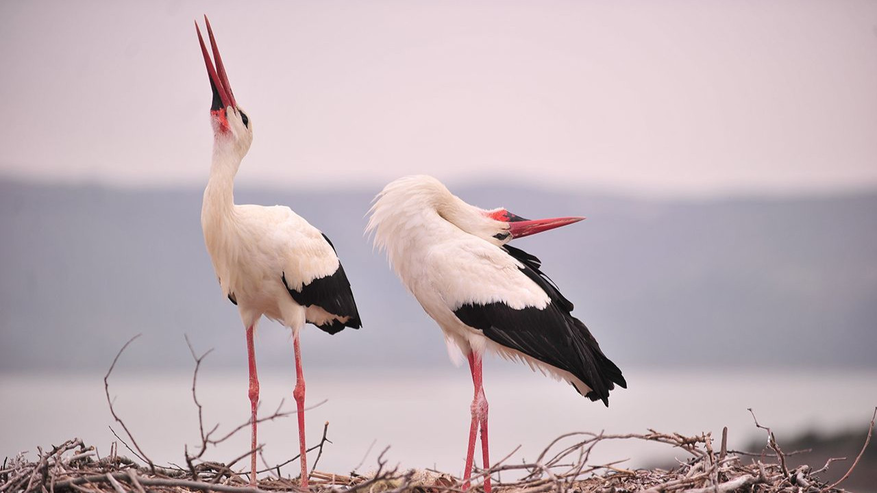 Kuluçkaya yatan Yaren leylek baba oldu - Haber3