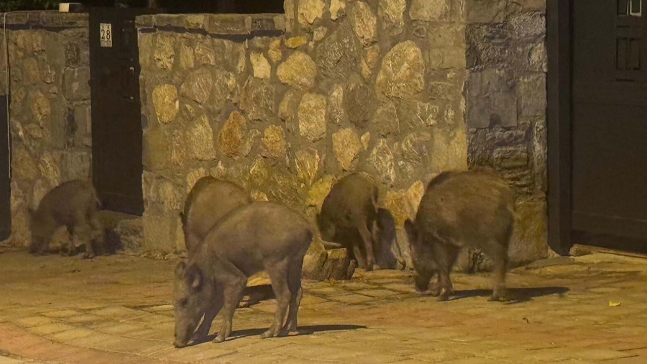 Muğla sokaklarında cirit atan domuzlar için harekete geçildi - Haber3