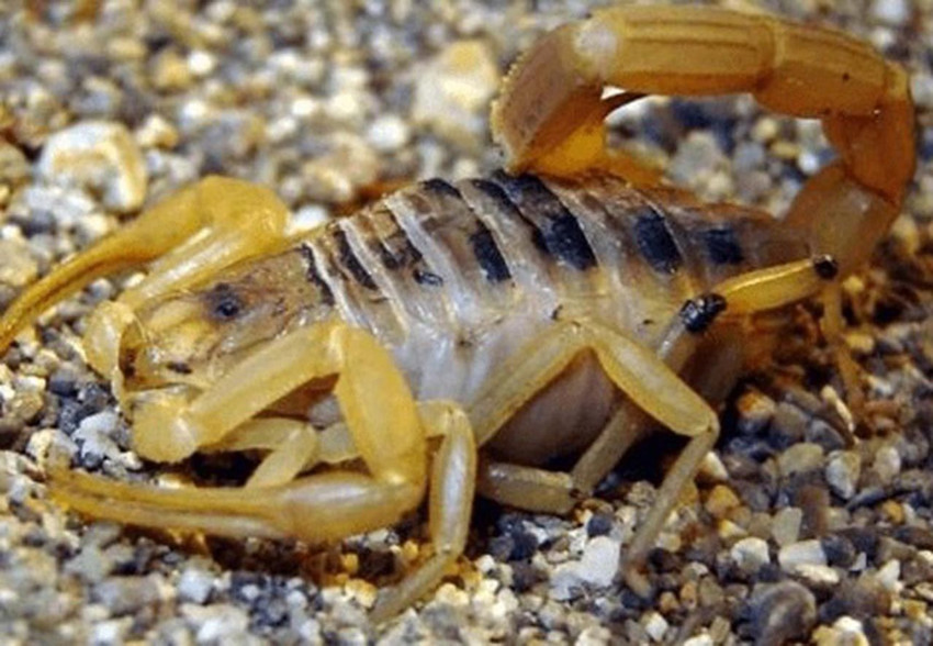 Dünyanın en ölümcül canlısı Türkiye'de! - Haber3