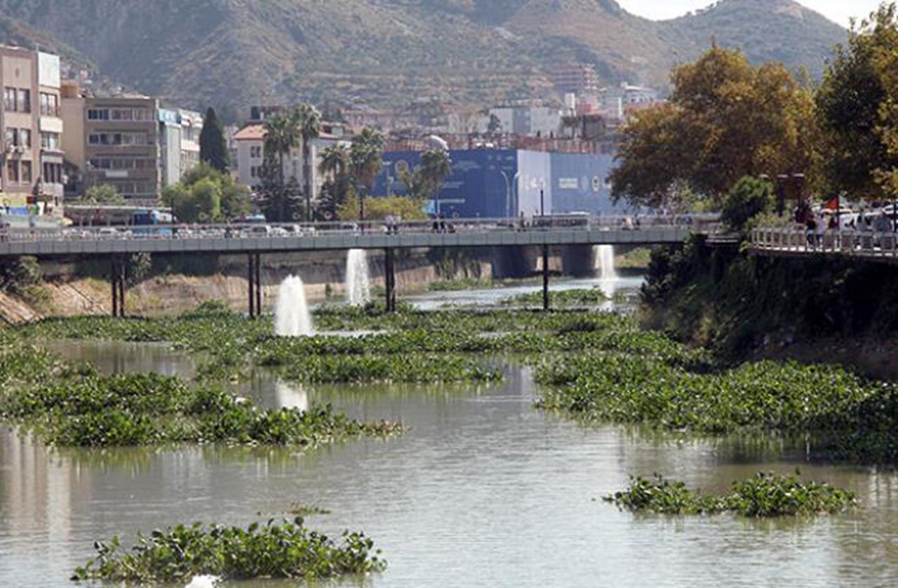Asi Nehri'nde su sümbülü istilası - Haber3