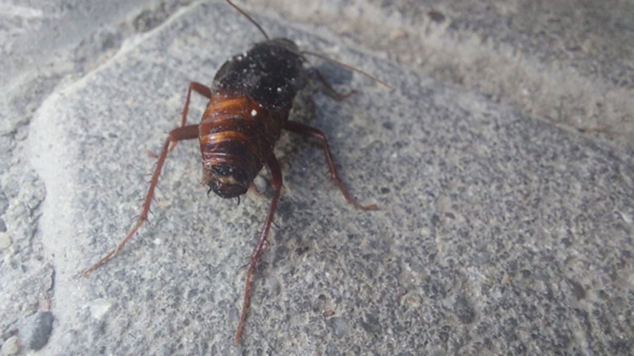 İstanbul'un burnunun dibinde dev hamam böceği istilası - Haber3